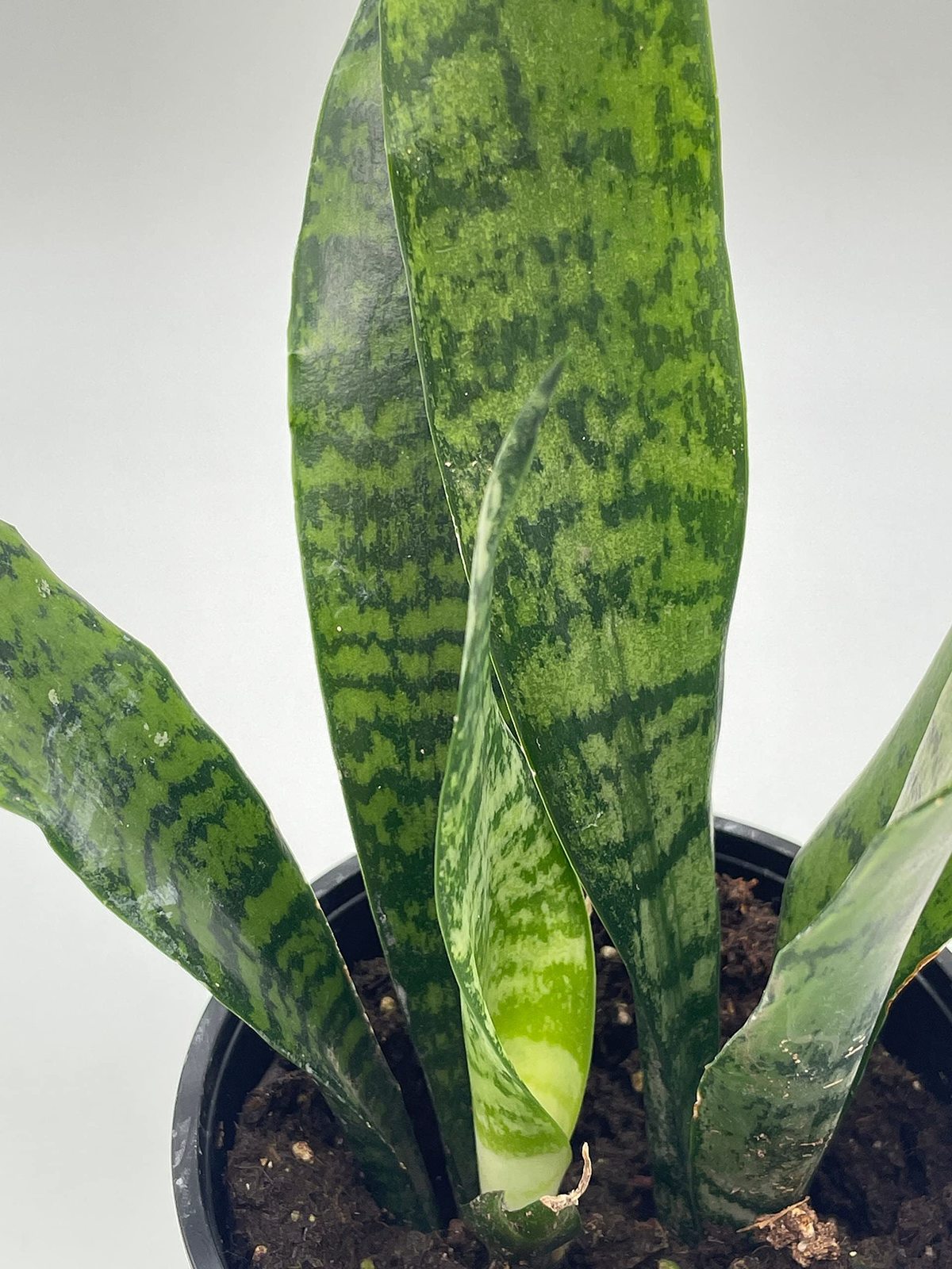Variegated Snake Plant, 4 inch, Green Dracaena trifasciata, Cow's ...