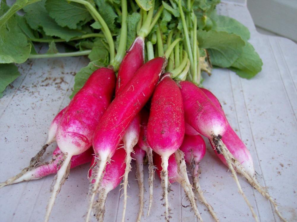 Big Red Radish Vegetable F1 1000 PCS Seeds - Home & Garden
