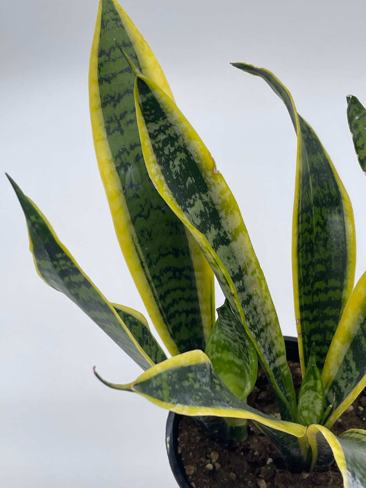 Dracaena trifasciata, Snakeplant Variety Bundle, 4 inch, Variegated ...