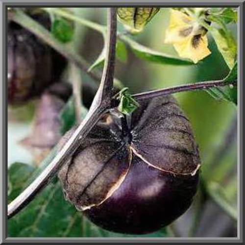 MX Deep Purple Tomatillo 20 Seeds Great For Beautiful Purple Salsa Bulk ...