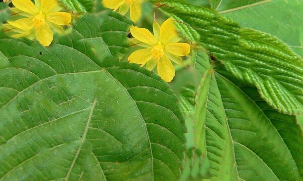 Corchorus Capsularis White Jute Yellow Flowers Fresh Seeds - Seeds & Bulbs