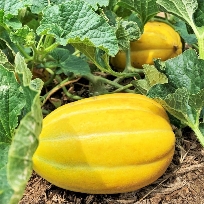 HT 120 Korean Melon Seeds Asian Fruit Cucumber Melon Variety For Home s ...