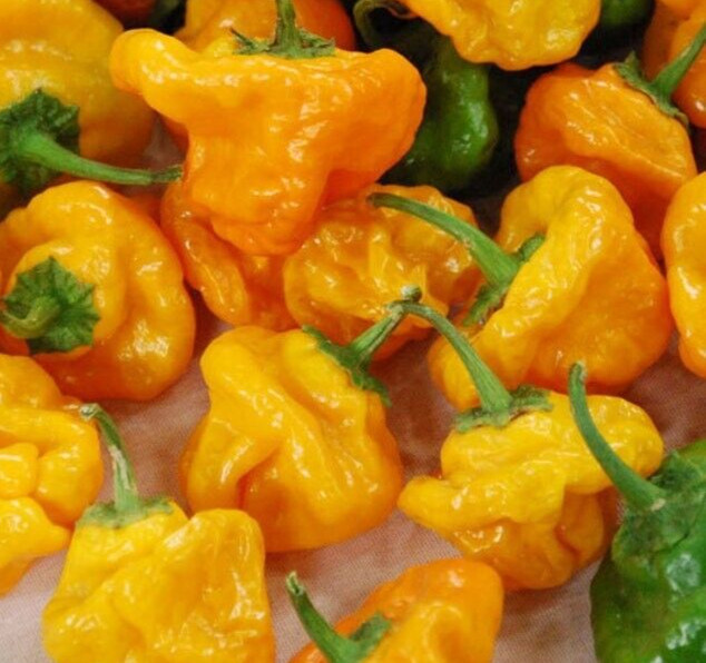 BRN Yellow Scotch Bonnet Pepper Seeds 50 Spicy Vegetable Non Gmo Fresh ...