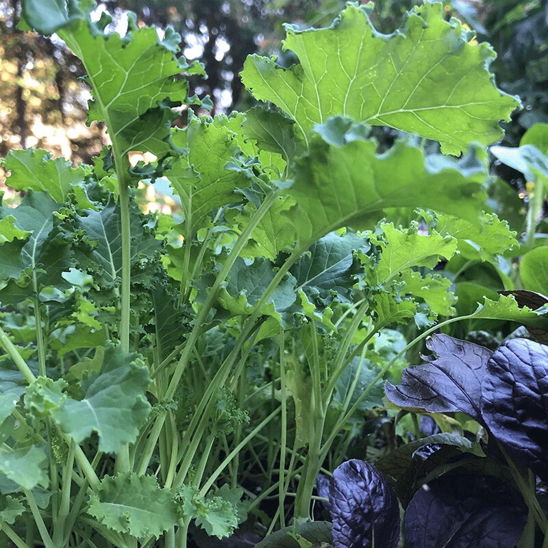 MX 500 Dwarf Blue Curled Scotch Kale Seeds Non GMO Blue Vates 52 Bulk ...