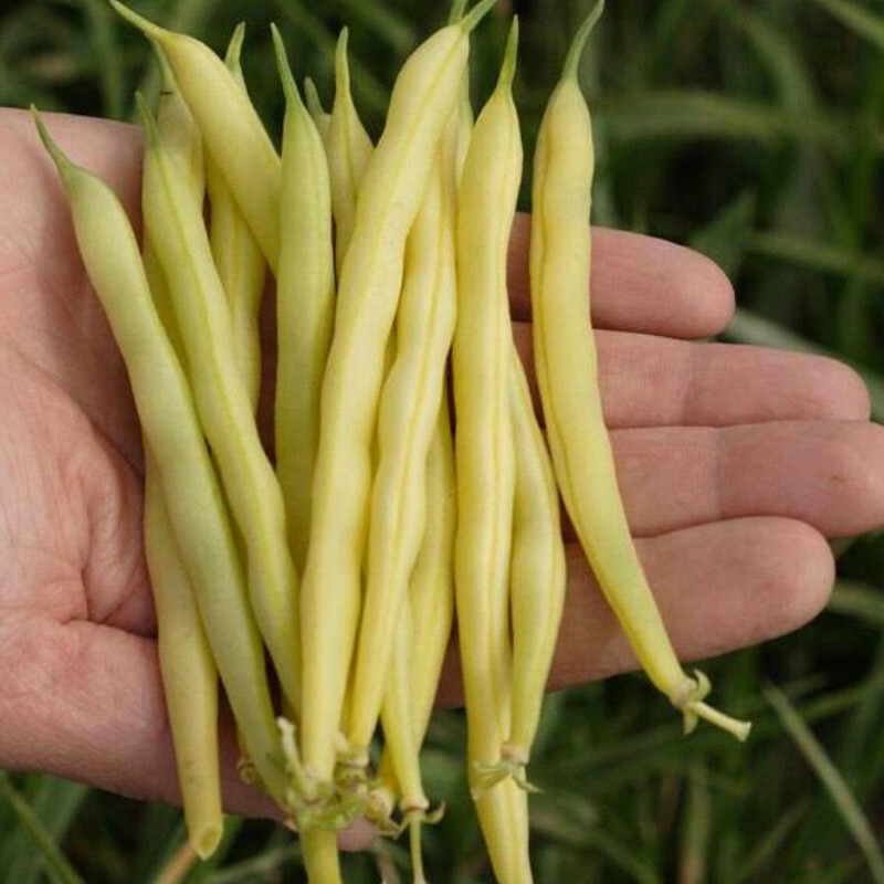 PSA Gold Rush Yellow Bean Phaseolus Vulgaris Stringless Tender Fast ...