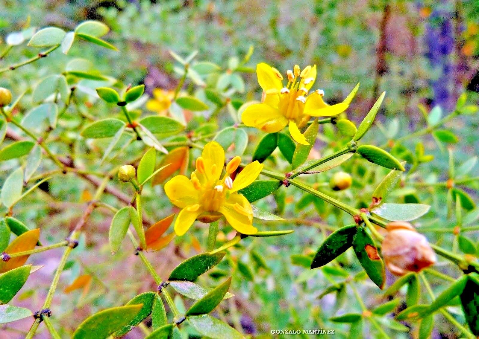 15 Brazilian Golden Shrub Seeds Heteropterys Salicifolia Fresh Seeds ...