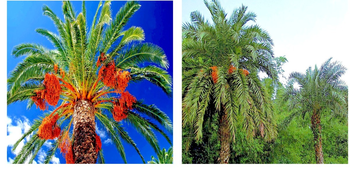 Date Palm Tree 10 Seeds (Phoenix dactylifera) Edible Fruit Plant ...