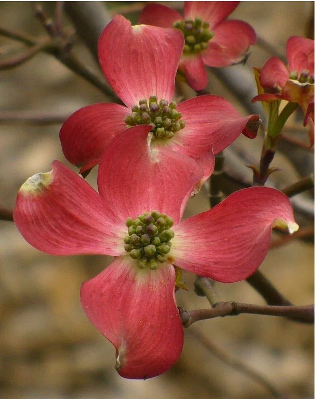 Cornus Florida Red Flowering DOGWOOD Seeds Free Shipping Size: 5-50 ...