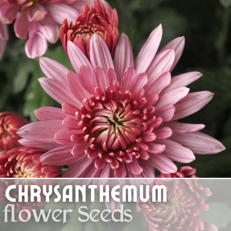 KKG Ayslee Pink Mum Chrysanthemum 200 Seeds Mum Flower Seeds Annual ...
