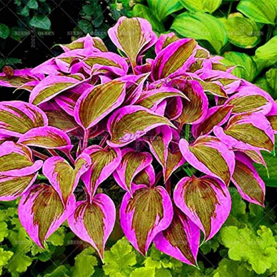 200 Seeds Hosta Plants, Perennials Lily Flower Shade Hosta Flower Grass ...
