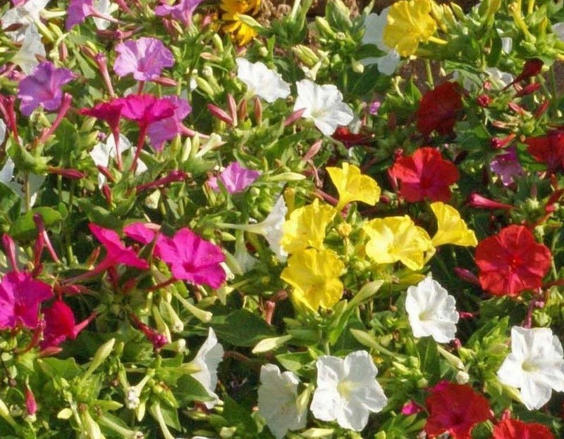 Four Oclock Formula Flower Seed Mix Mirabilis Jalapa B20 - Seeds & Bulbs