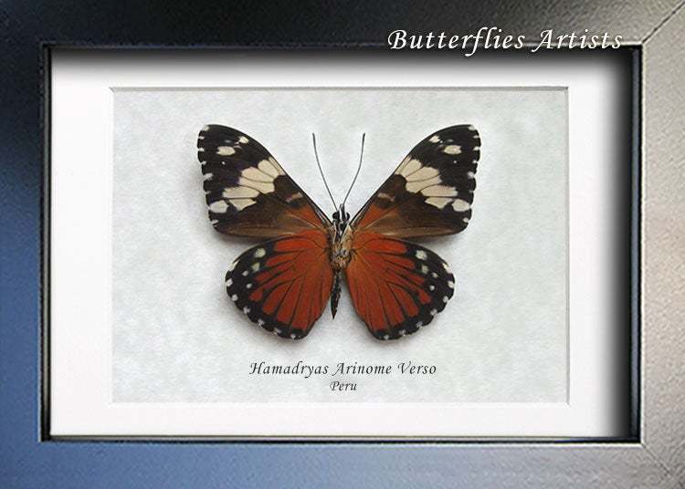 Red Cracker Hamadryas Arinome Real Butterfly Entomology Collectible ...