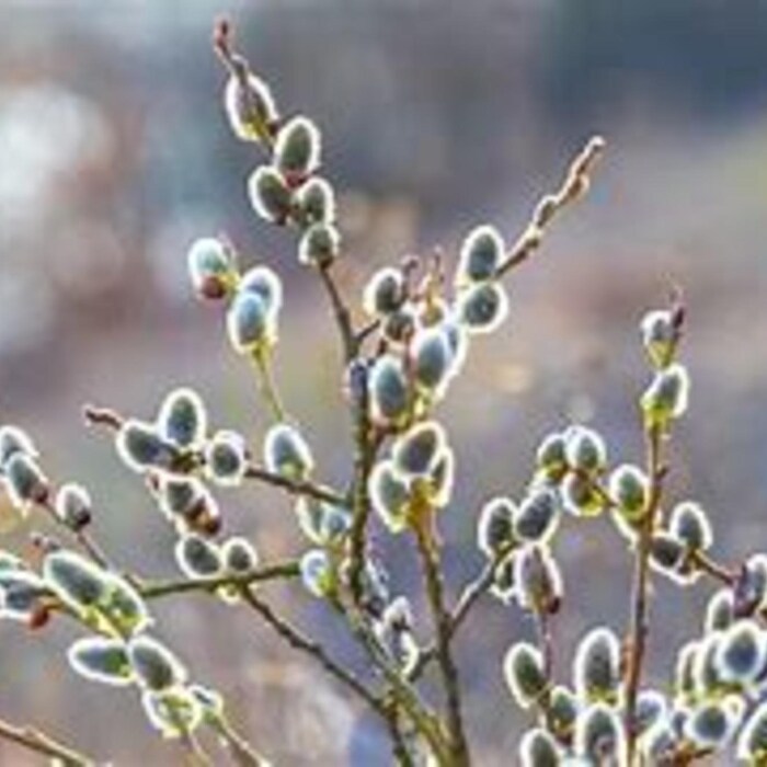 2 live pink pussy willow trees shrubs 2 ft tall Pink catkin willow ...