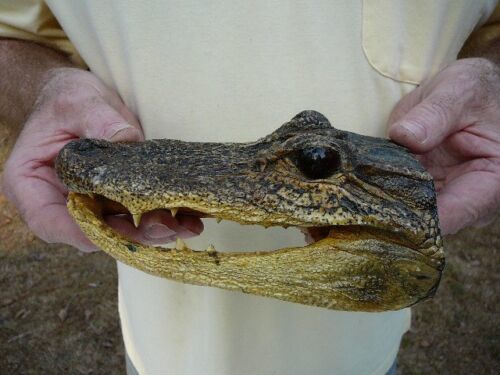 (G-Def-40) 6-1/8" Deformed Gator ALLIGATOR Aligator HEAD teeth ...