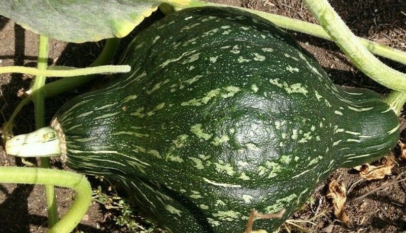 BRN Green Hubbard Winter Squash Seeds 15 Vegetables Healthy Fresh ...