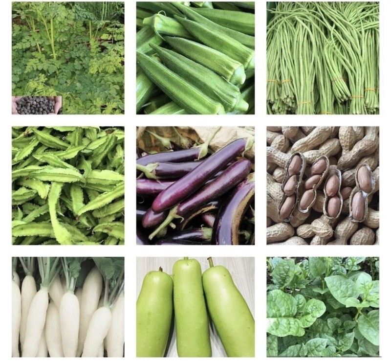 MBK 20 Packets Vegetable Seeds Asian Vegetable Seeds Bulk Seeds - Seeds ...