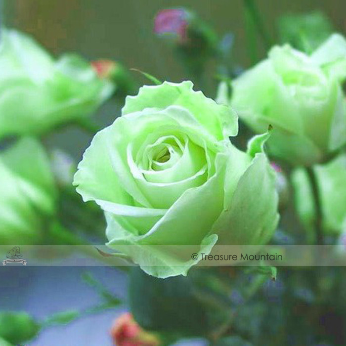 50 Seeds Chinese Green Rose Bush Seedling Seed Rosa Chinensis Flower ...
