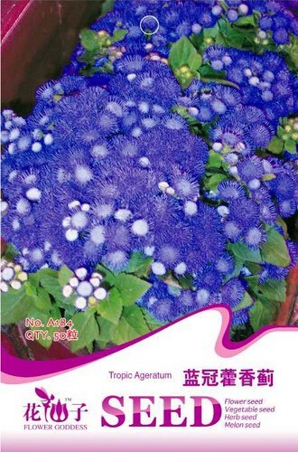 Blue Mexican Ageratum Flower Seeds 1 Pack 50 Seeds Tropical Whiteweed ...