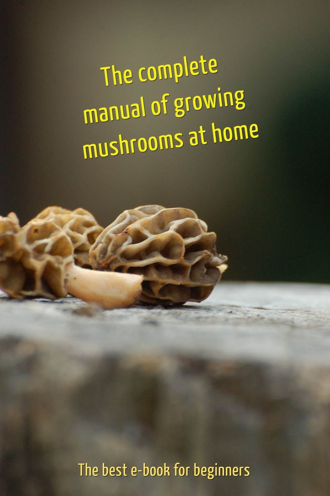 15 g Organic Mushroom Spawn Mycelium BLUSHING MOREL Mushroom Grow Fungi ...