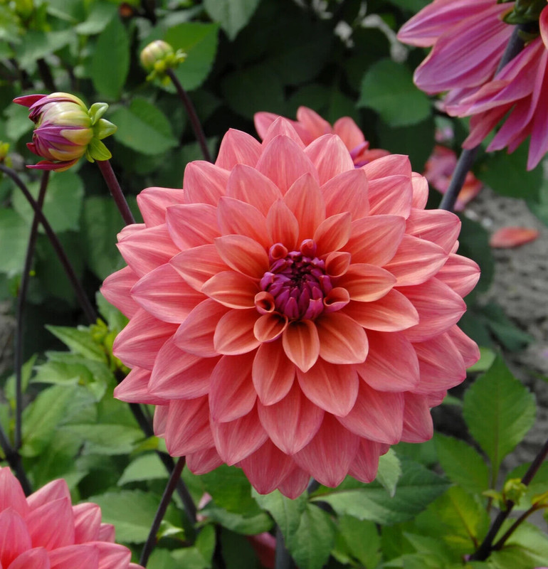 MBK Dahlia American Dawn Flower 1 Tuber Clump Bulk Seeds - Seeds & Bulbs