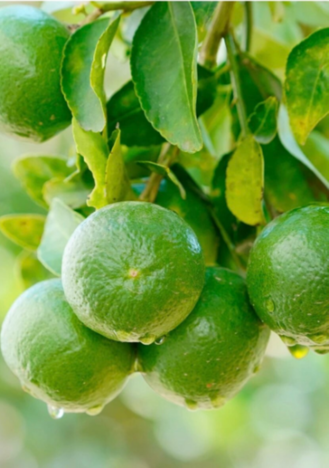 California only!! Persian Lime Tree, 18-36 inches tall, grafted - Home ...