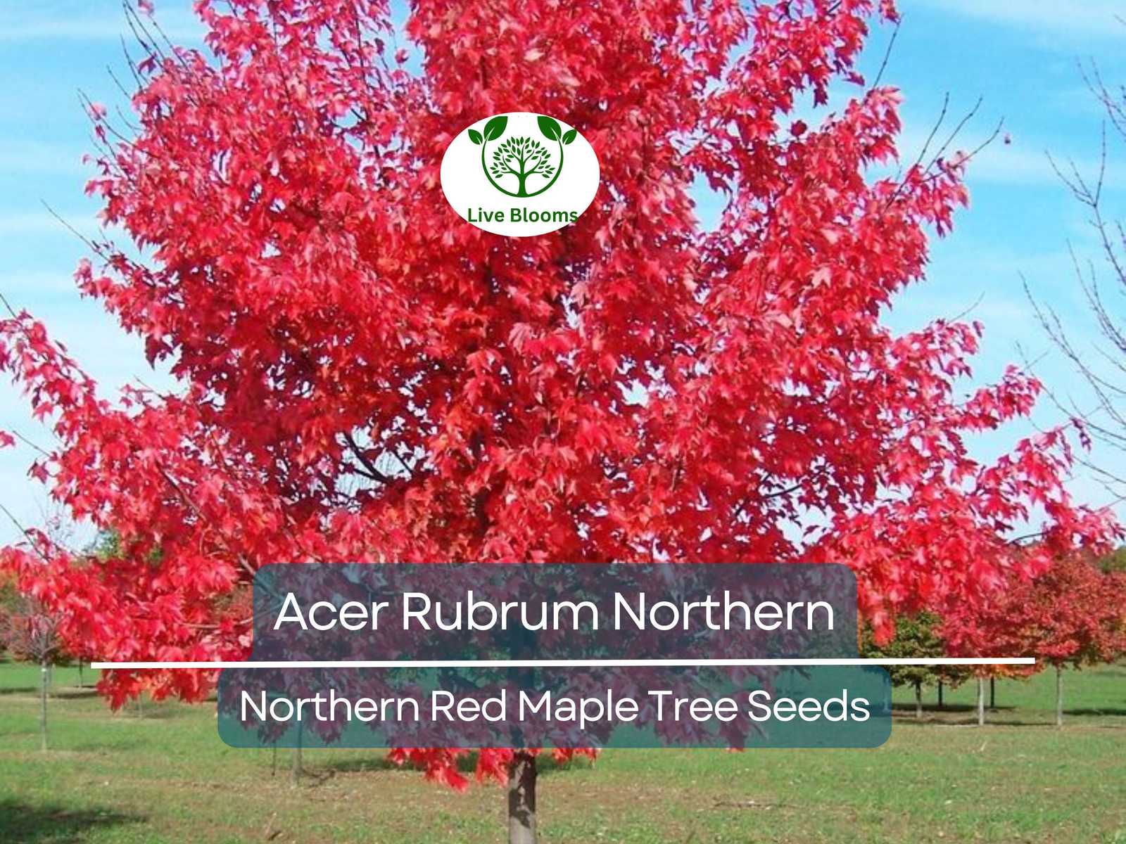 10 Seeds Acer Rubrum Northern (Northern Red Maple) for Planting - Fast ...
