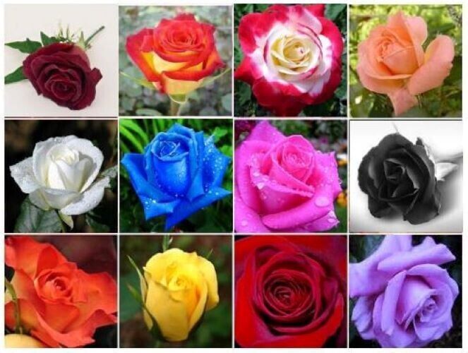 Garden Store 30 Seeds Mixed Color Rose Seeds Flower Plant - Seeds & Bulbs