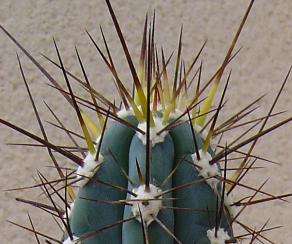 FMG Stetsonia Coryne Toothpick Cactus Argentine Columnar Cacti Seed 50 ...