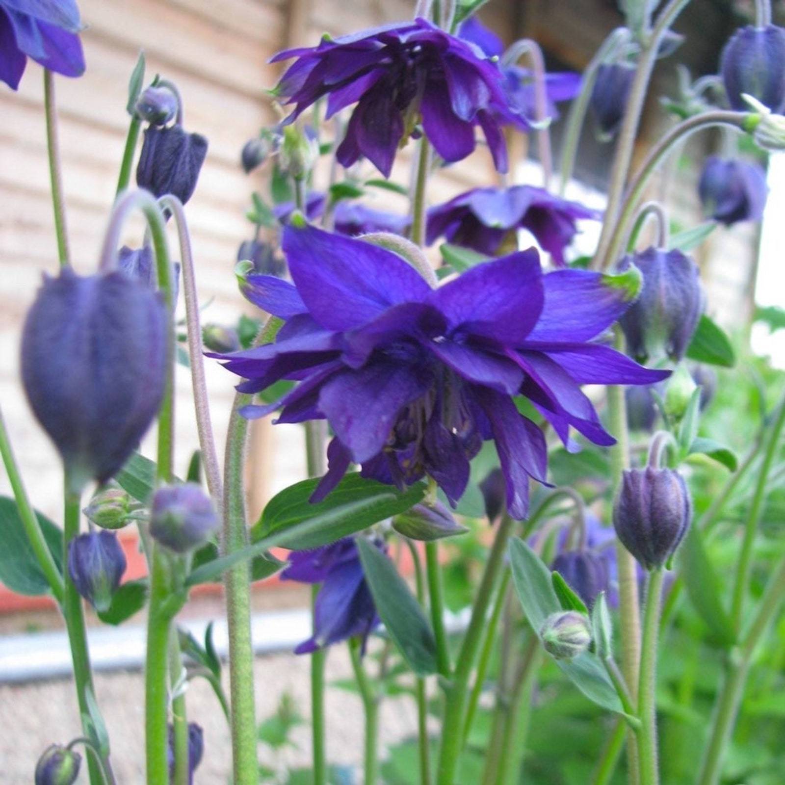 New Blue Barlow Columbine Seeds Double Flowering Shade Perennial ...