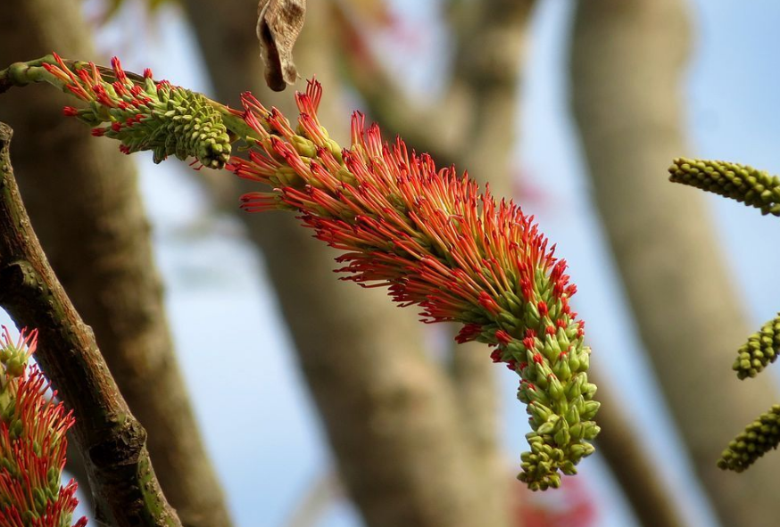 5 Pc Seeds Pink Cedar Tree Plant, Acrocarpus fraxinifolius Seeds Plant ...