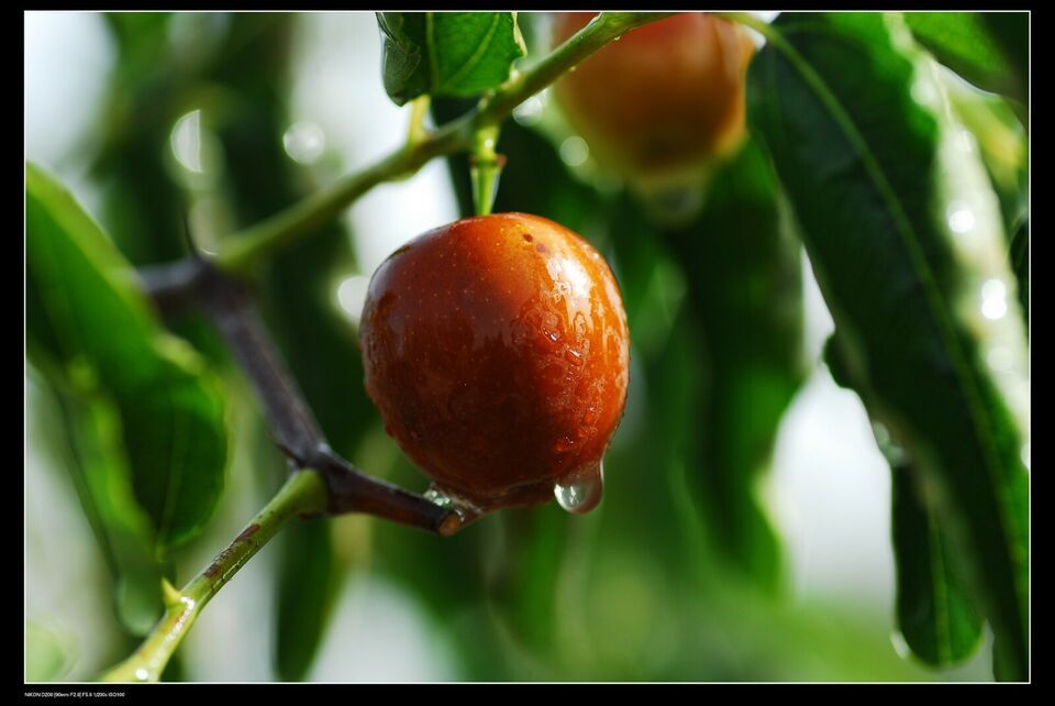 10 Jujube Fruit Tree Seeds Superfruit Ziziphus Perenial Fast Growing - Seeds & Bulbs