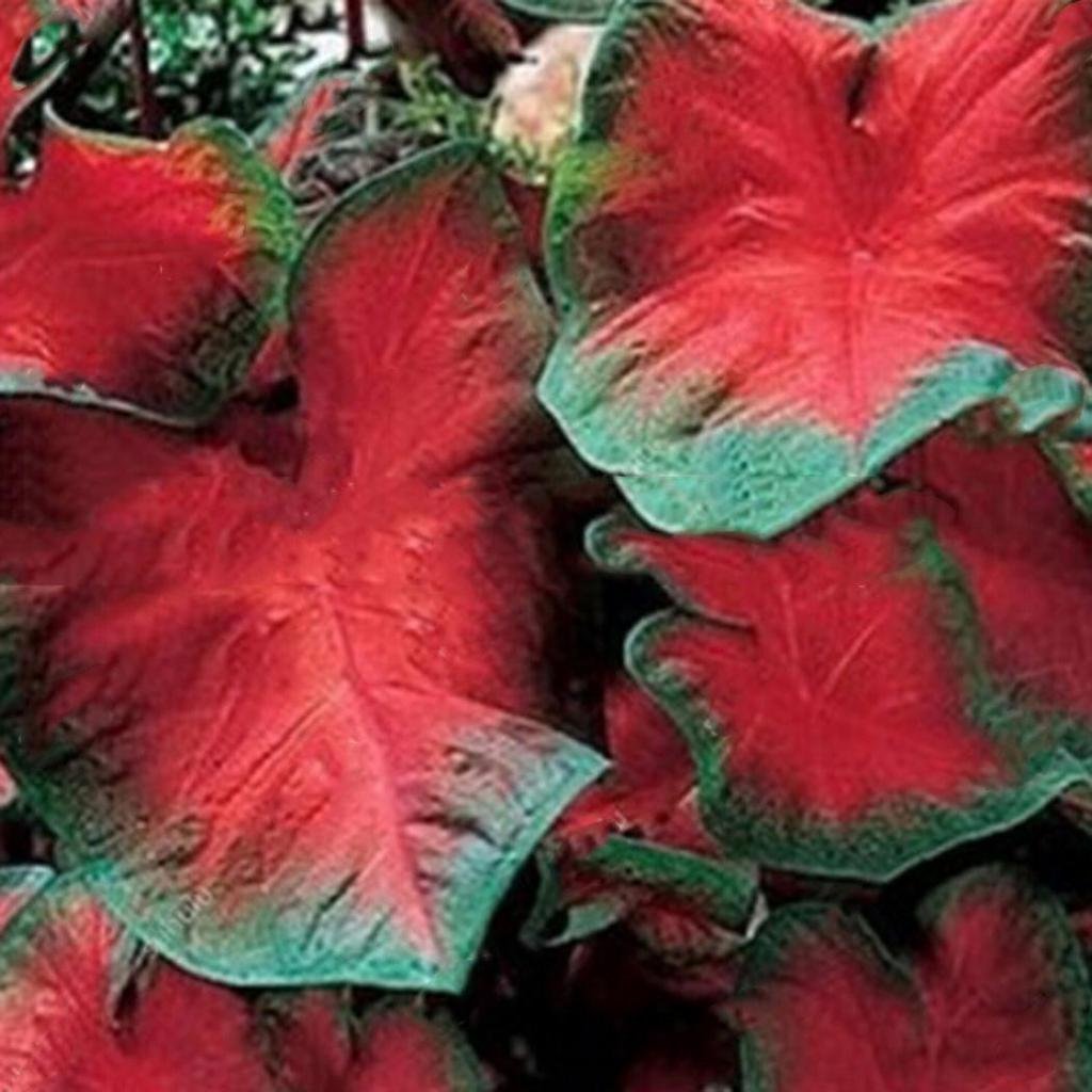 Multiple Colour Thailand Caladium Bonsai Of Perennial Rainbow 150 PCS ...