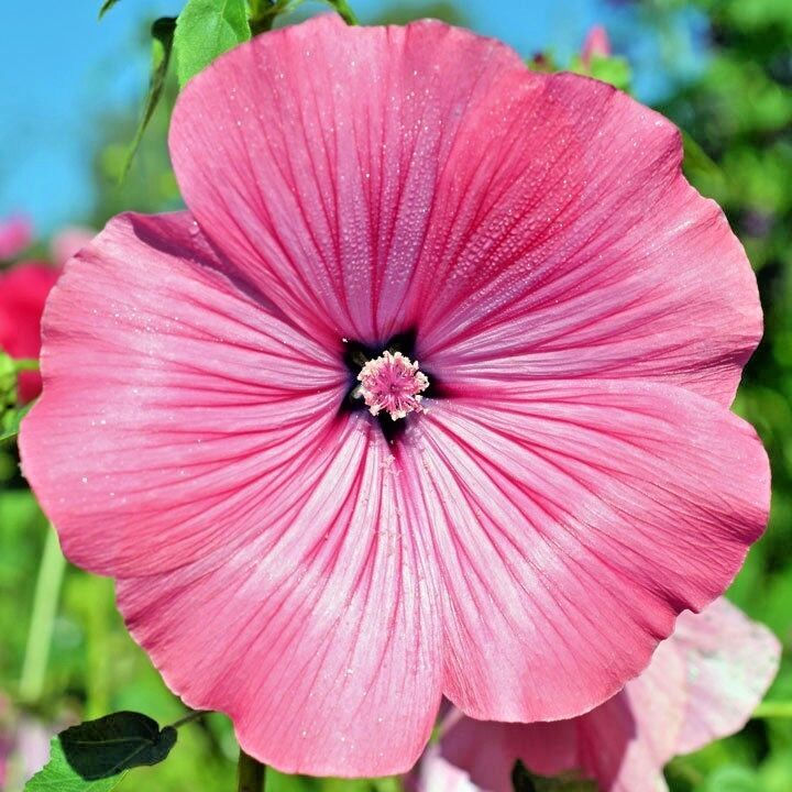 100 Rose Mallow Mix Seed Flowering Shrub Bush Native Wildflower Garden ...