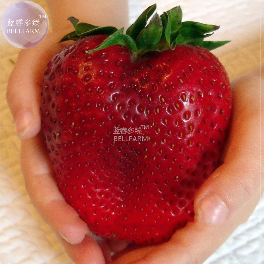 100 Seeds Seeds Rarest Super Giant Japan Red Strawberry Organic Bonsai ...