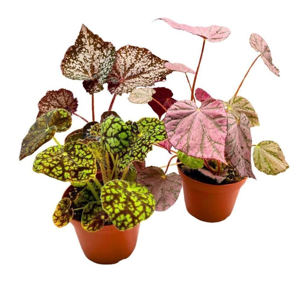 Harmony's Rhizomatous Begonia Assortment, 4 inch 3 Different Rhizo ...
