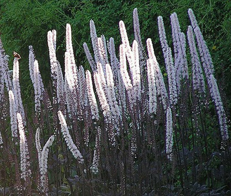 HT Cimicifuga Ramosa Atropurpurea Bugbane 10 Perennial Seeds Garden ...