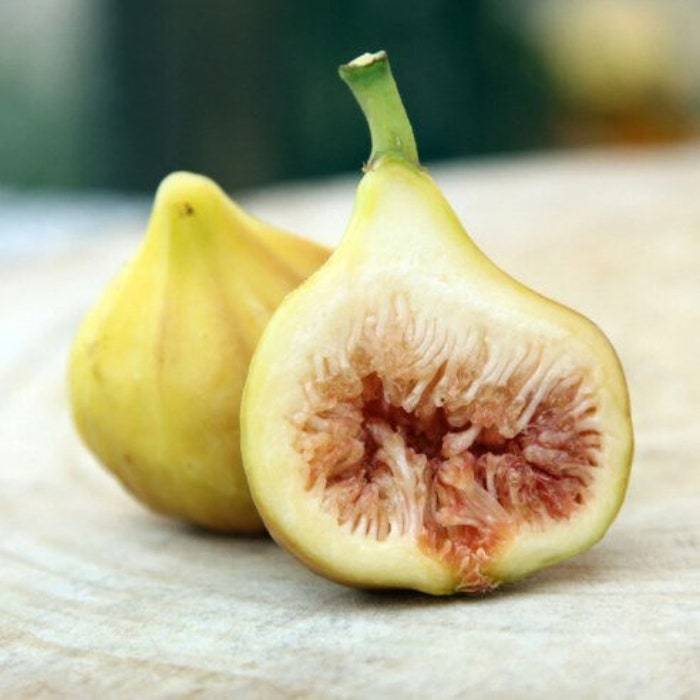 Fig Tree Plant Lsu Gold Fig Tree Ficus Carica Louisian Gold Fig Tree ...
