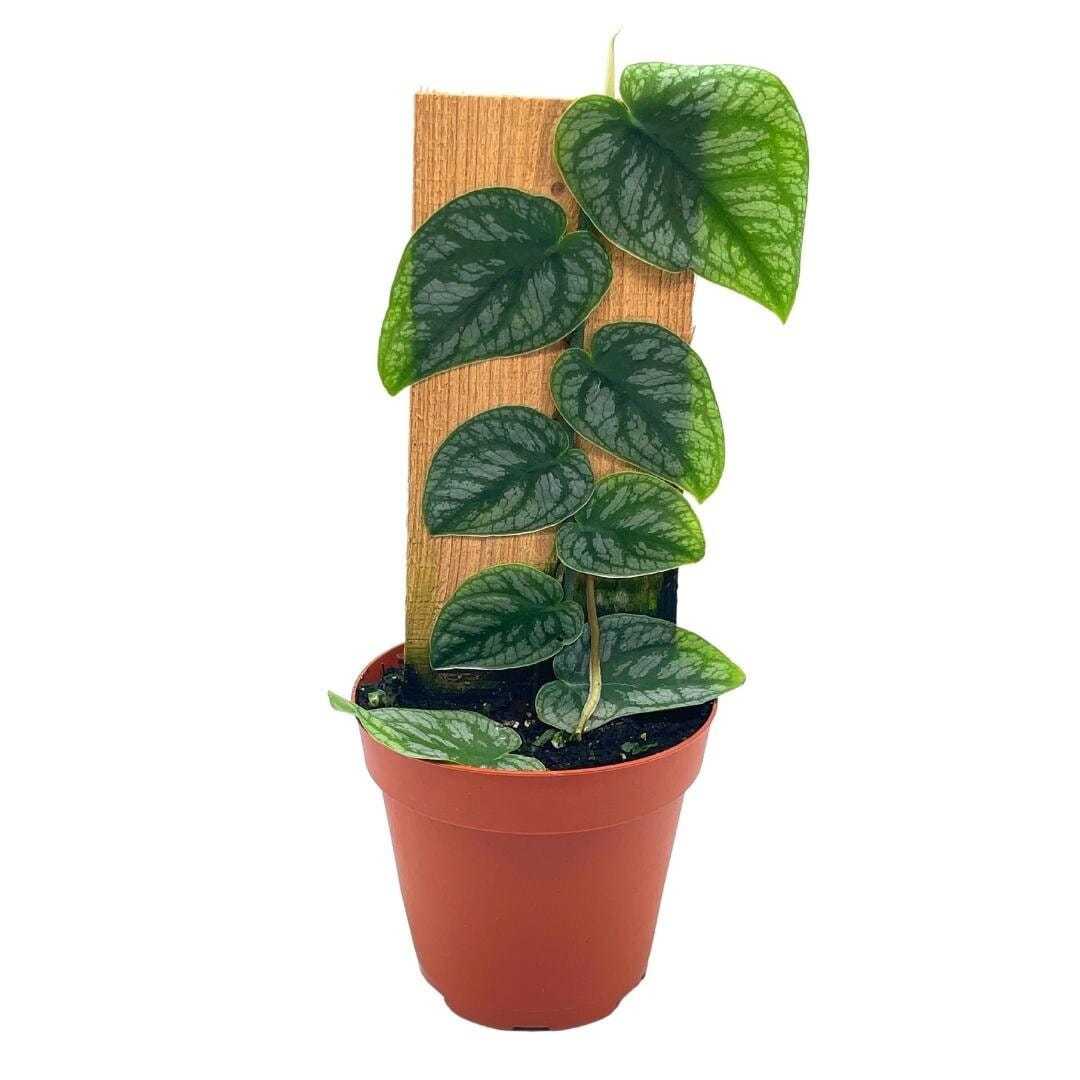 Monstera Dubia Rare Monstera, Shingle Plant, Grown on Wood in 4 inch ...