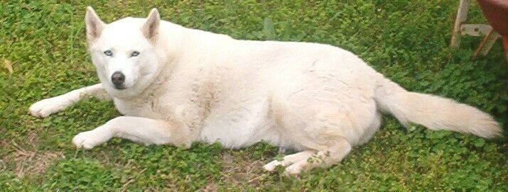 VTG NORBERTO BUDDY REYES CHARCOAL LITHO ART NATIVE AMERICAN HIM HER ...