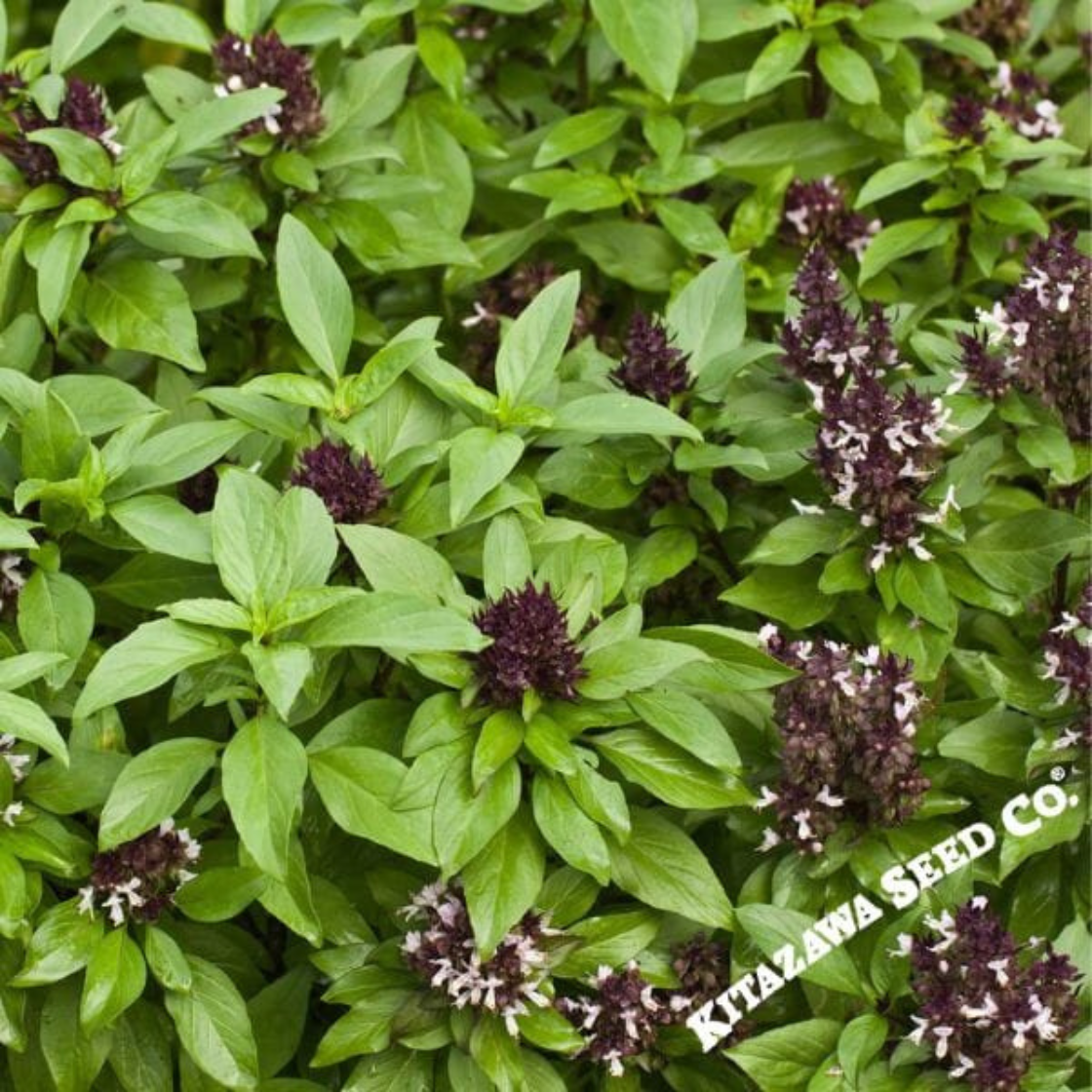 Heirloom Thai Siam Queen Basil - 20 Seeds - Plants & Seedlings