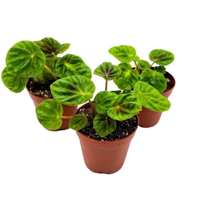 Peperomia Green Emerald Ripple 2 inch Set of 3Caperata Tiny Mini Pixie ...