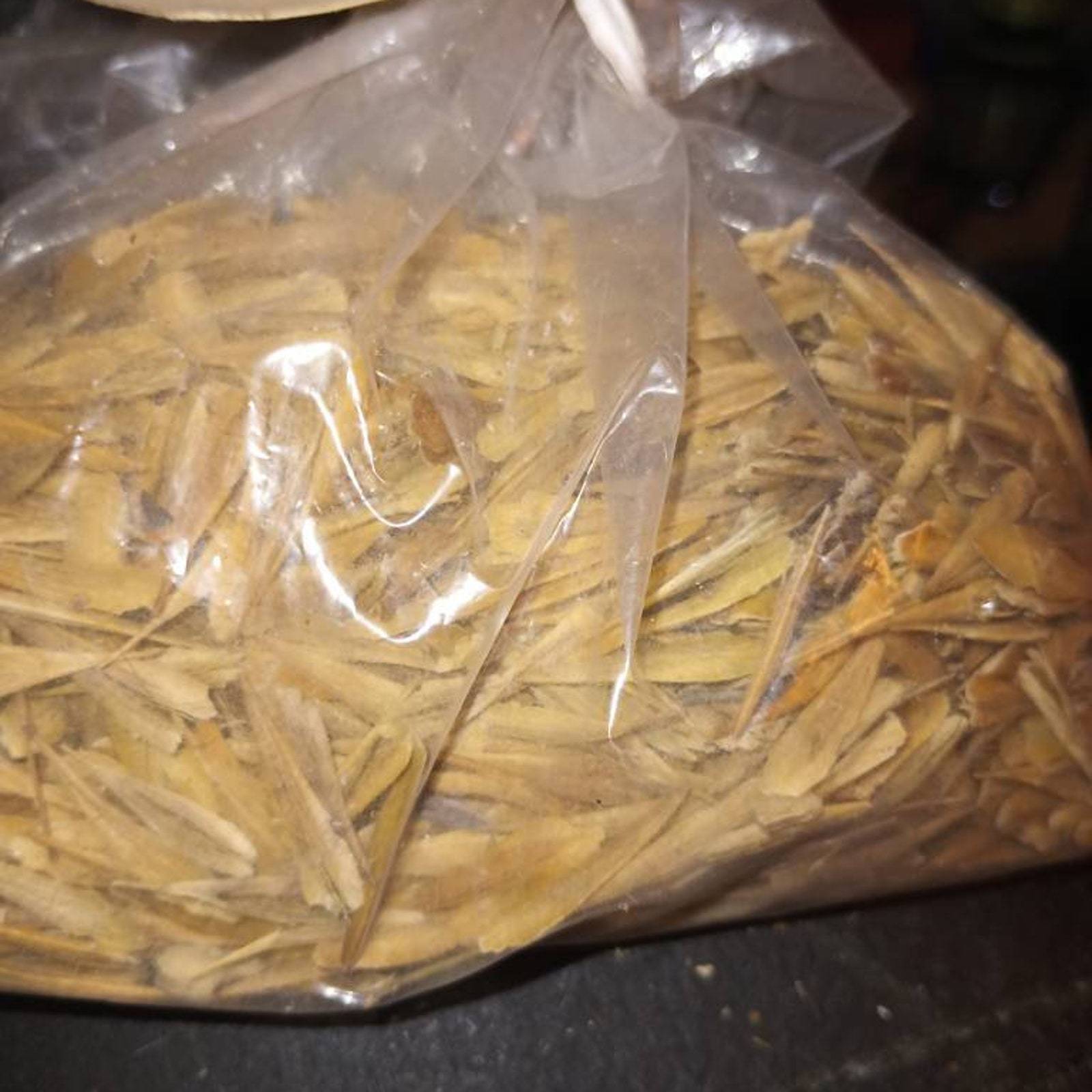 Arizona Ash Tree Seeds FRAXINUS VELUTINA Fresh Seeds - Seeds & Bulbs