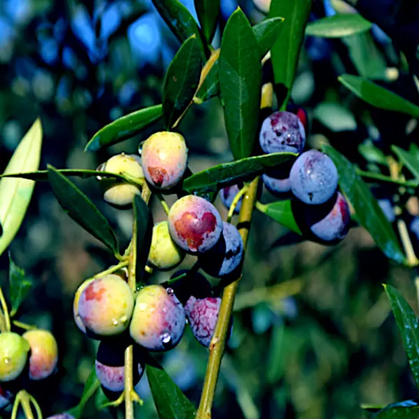 20 Canino Olive Tree Seeds (Olea Europaea) European Common Edible Fruit ...