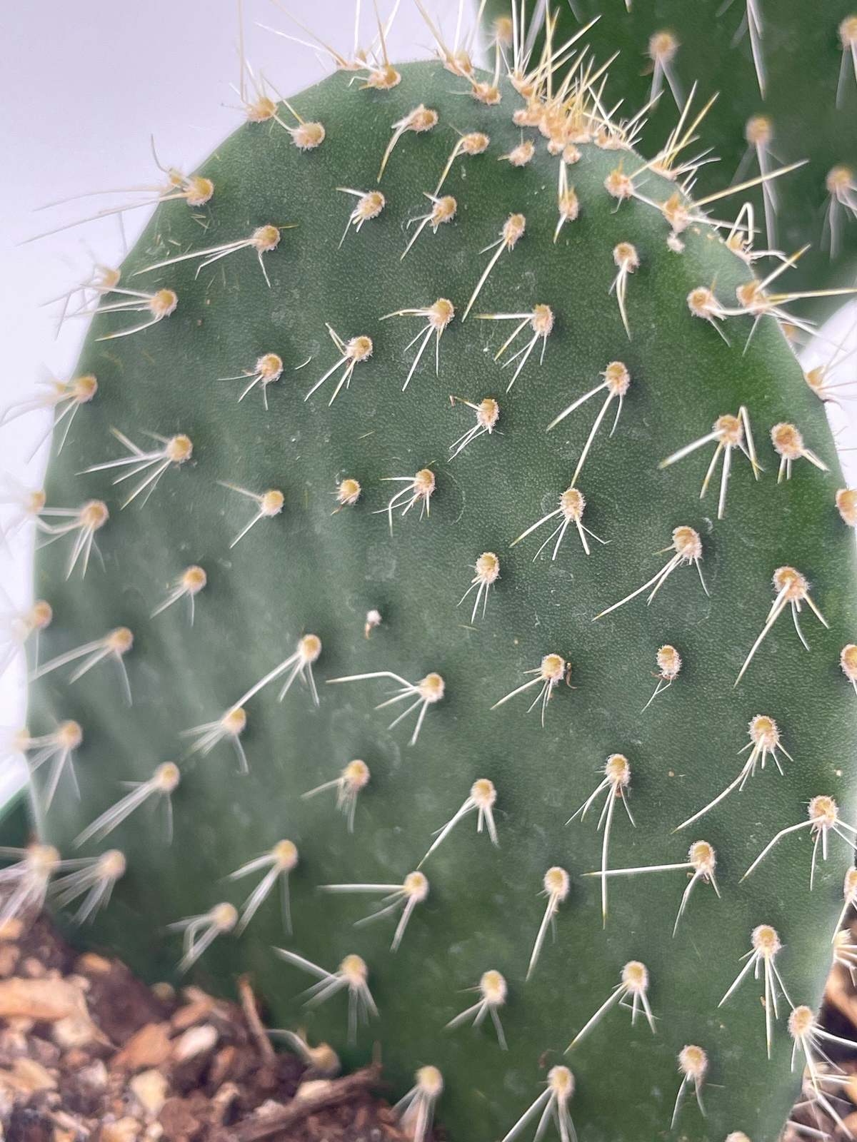 Aaron's-beard prickley pear, Opuntia leucotricha, Rare Cactus, 4 inch ...