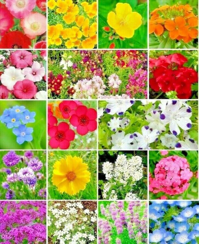 HT 2000 Partial Shade Wildflower Mix 18 Different Annual Seeds ...