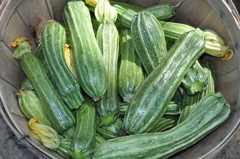 SYR 25 Costata Romanesco Zucchini Squash Fast Growing - Seeds & Bulbs