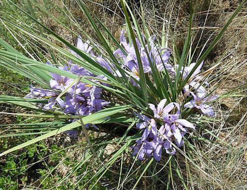Best Xerophyta Retinervis | Black Stick Lily | 20 Seeds - Seeds & Bulbs