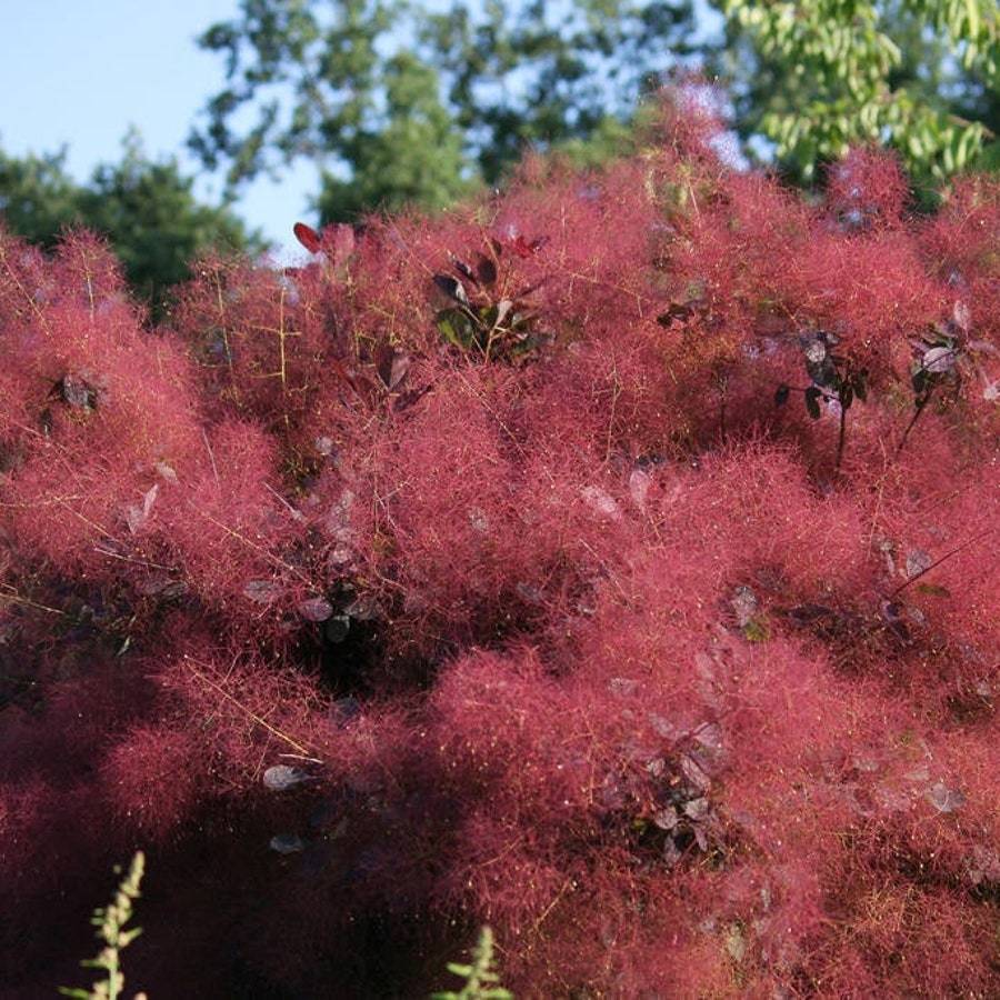 30 Purple Smoke Tree Shrub Smokebush Cotinus Coggygria Rhus Cotinus ...