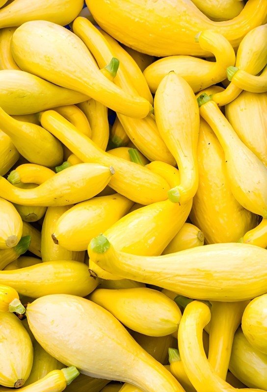 FMG 30 Heirloom Yellow Crookneck Summer Squash Seeds Summer Classic ...