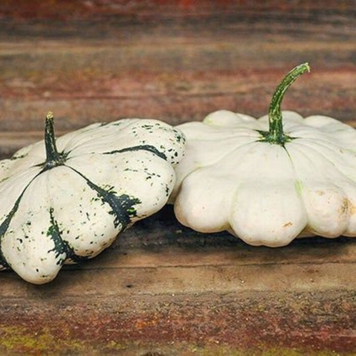 Cream And Green Summer Squash Seeds Aka Pattison Panache Jaune Et Vert ...